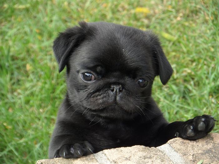 CARLINO NERO CUCCIOLI PROMETTENTI