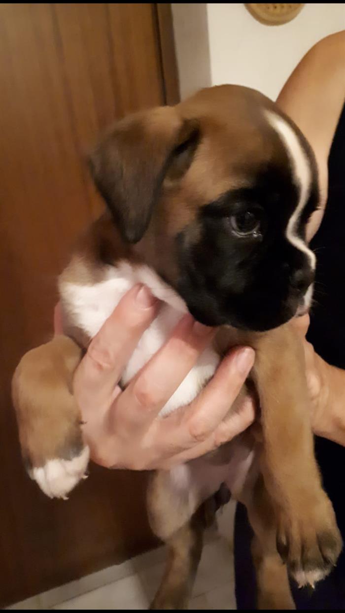 BOXER CUCCIOLA