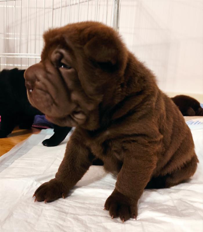 CUCCIOLI DI SHAR PEI DISPONIBILI