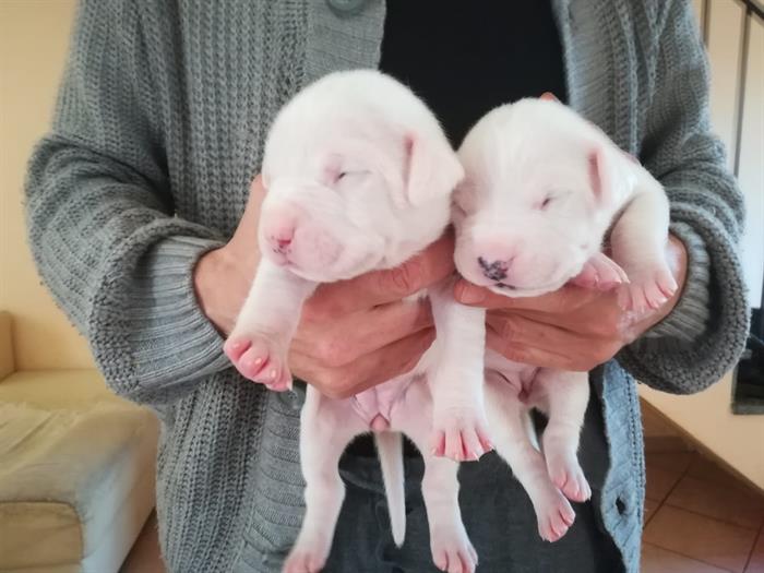 CUCCIOLI DOGO ARGENTINO