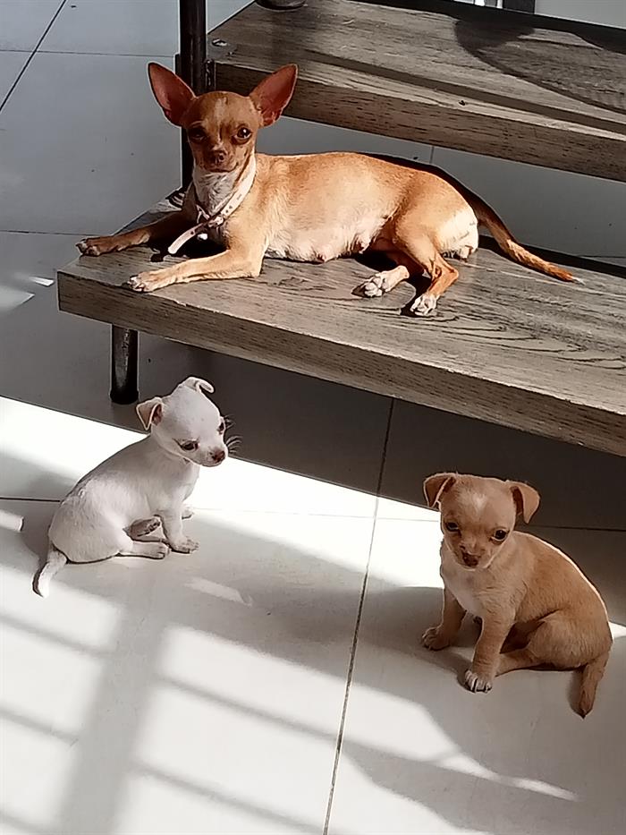 CUCCIOLI DI CHIHUAHUA