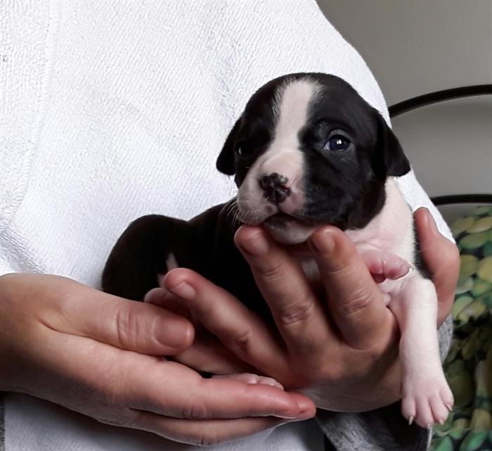 AMERICAN STAFFORDSHIRE TERRIER CUCCIOLI