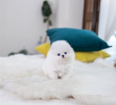 Adorabile cucciolo di Pomerania per l'adozione