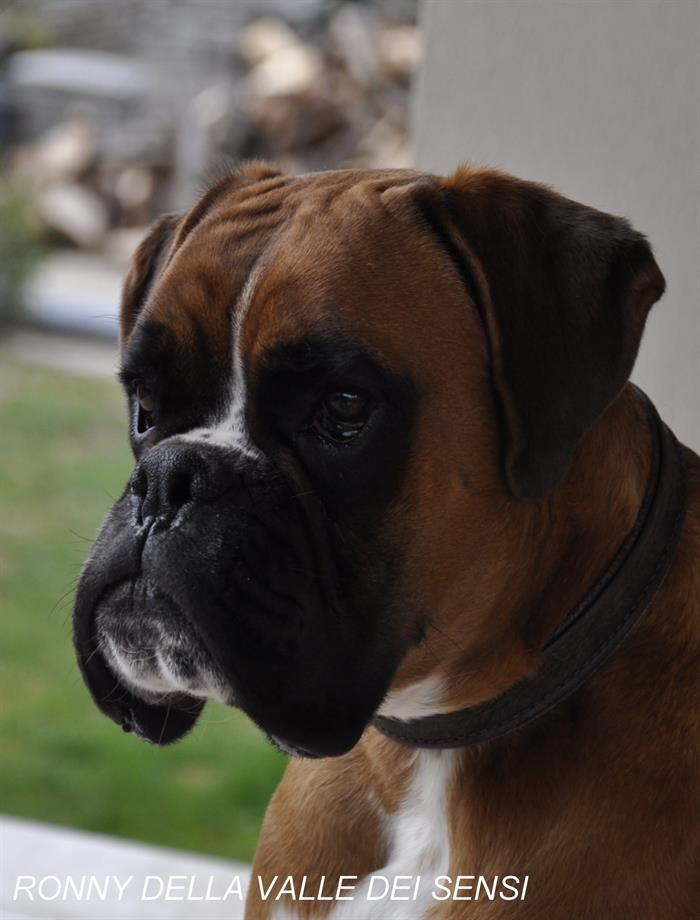 BOXER CUCCIOLI DELLA VALLE DEI SENSI