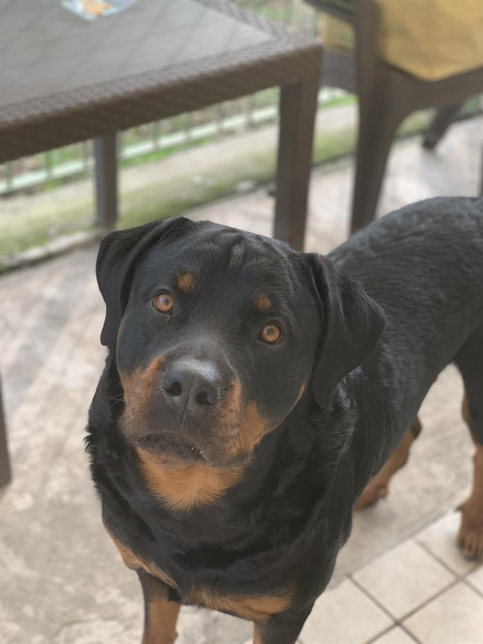 ROTTWEILER FEMMINA PER ACCOPPIAMENTO