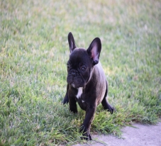 cuccioli di bulldog francese sono pronti per partire,