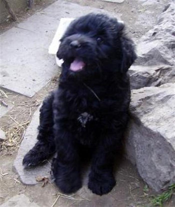 CUCCIOLI DI PASTORE BERGAMASCO