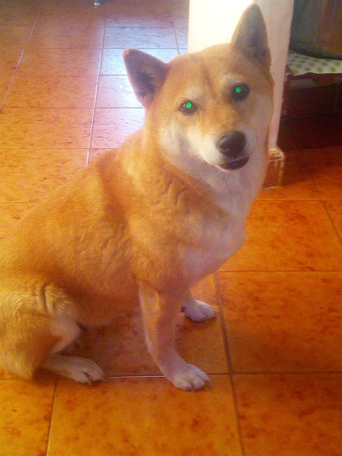 REGALO SHIBA INU PURA RAZZA FEMMINA