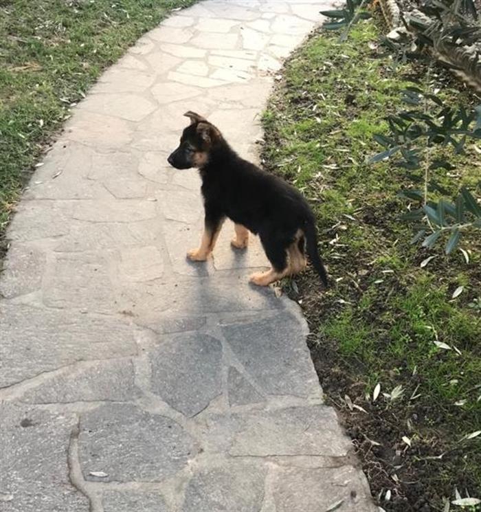 CUCCIOLI DI PASTORE TEDESCO