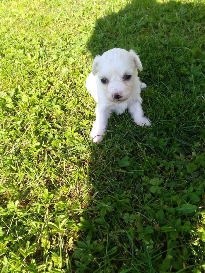 CUCCIOLI MALTESE