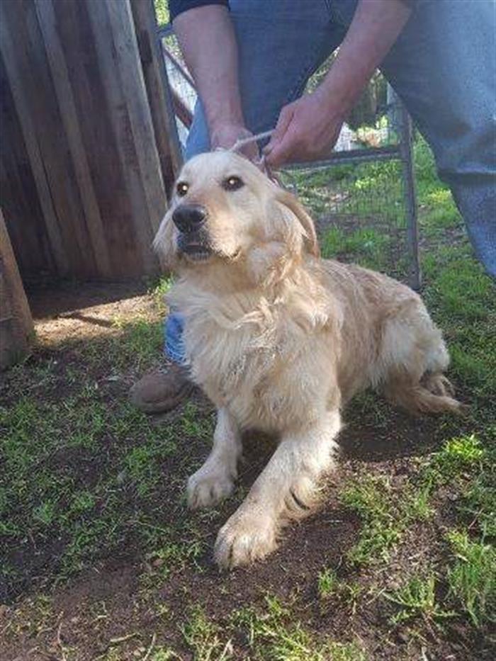 GOLDEN RETRIEVER MASCHIO