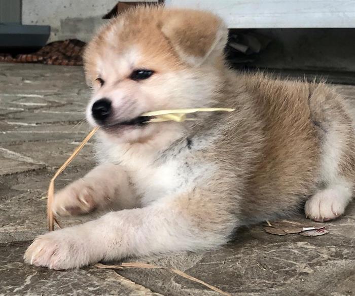 CUCCIOLO DI AKITA INU