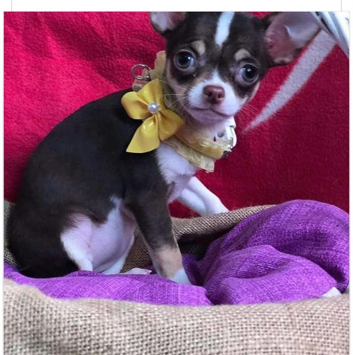 CUCCIOLA DI CHIHUAHUA