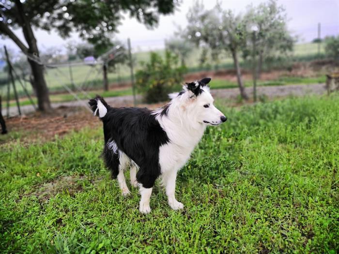 REGALO BORDER COLLIE