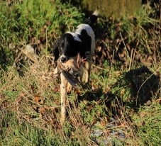 Springer Spaniel Inglese da caccia