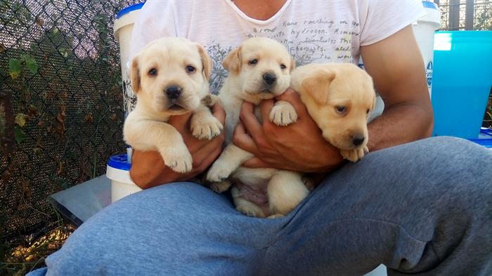 CUCCIOLI DI LABRADOR