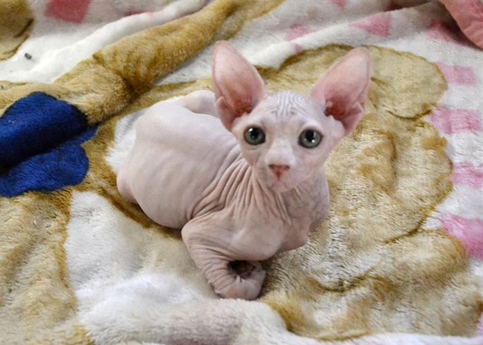 CUCCIOLI SPHYNX GATTO NUDO