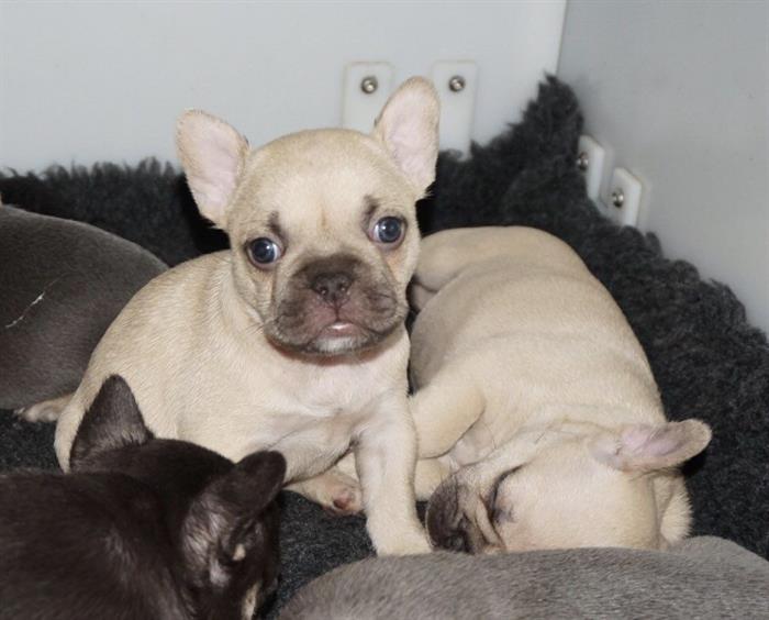 CUCCIOLI DI BOULEDOGUE FRANCESE