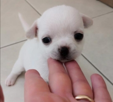 Cuccioli di CHIHUAHUA 