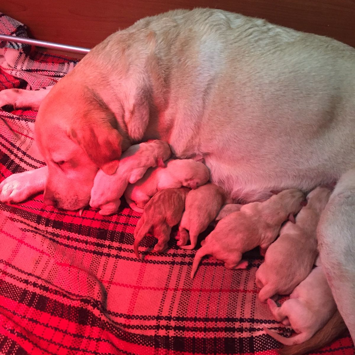 CUCCIOLI DI LABRADOR