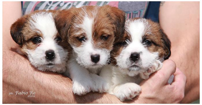 CUCCIOLI JACK-RUSSEL TERRIER PELO RUVIDO