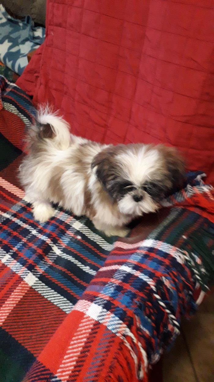 SHIH-TZU CUCCIOLI PURA RAZZA