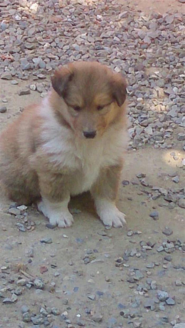 CUCCIOLI COLLIES