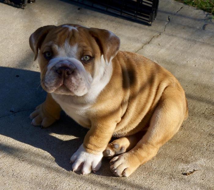 BELLISSIMI CUCCIOLI DI BULLDOG INGLESE