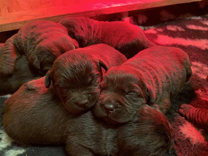 CUCCIOLI LABRADOR CHOCOLATE