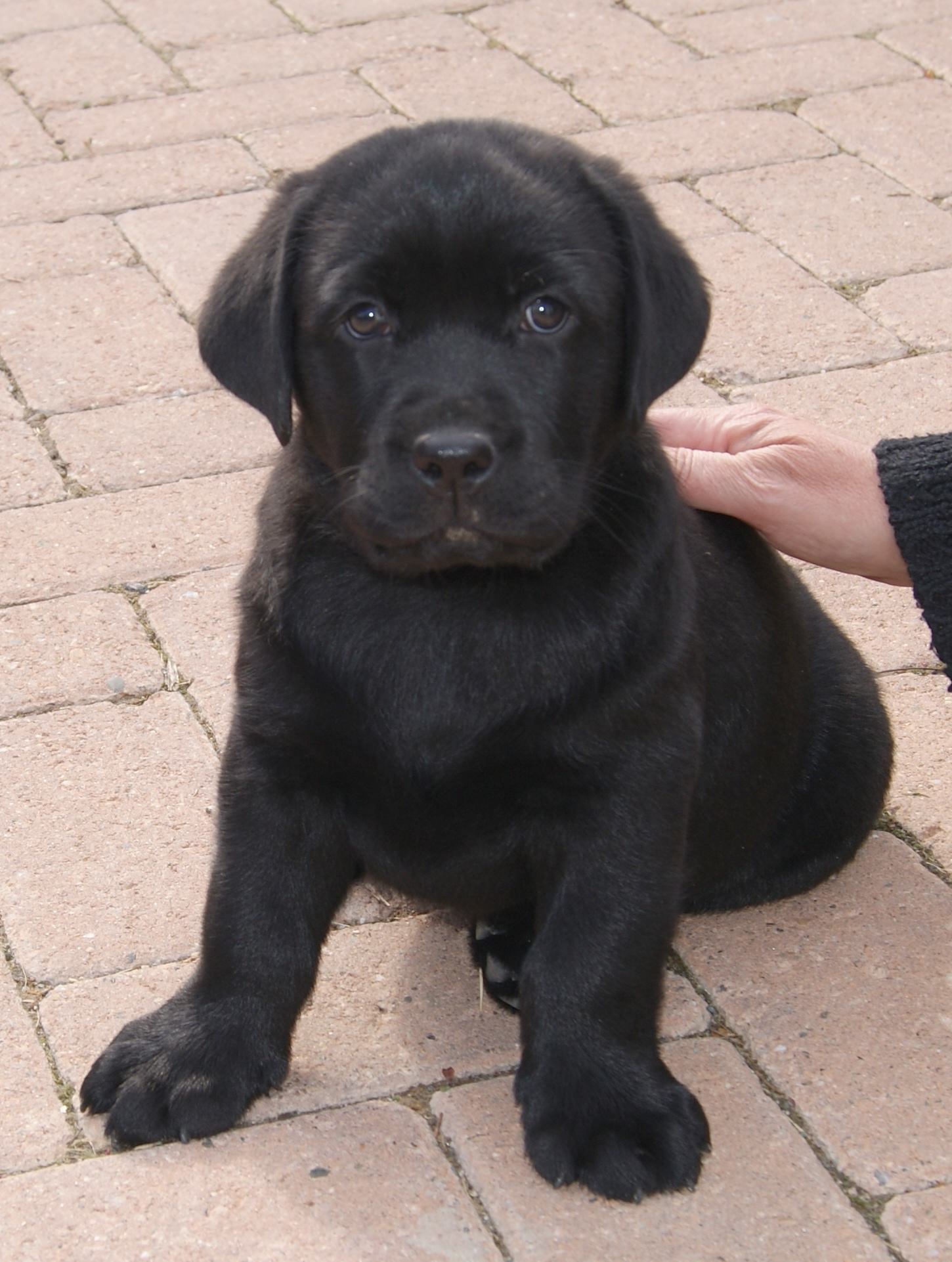 CUCCIOLI LABRADOR SOTTOCOSTO