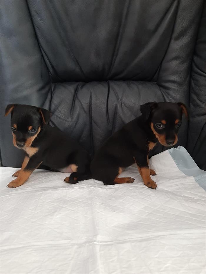 PINSCHER NANI