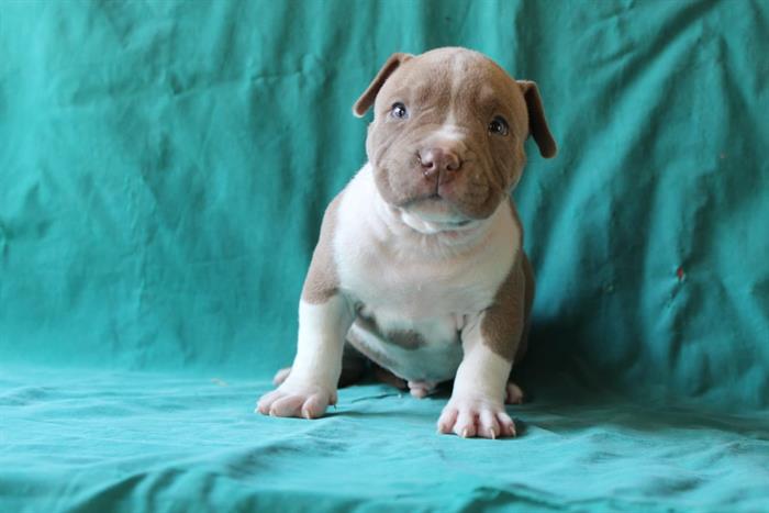 AMERICAN BULLY CUCCIOLI