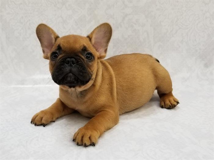 BULLDOG FRANCESE BOULEDOGUE