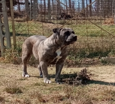 Cani da guardia e difesa adulti selezionati