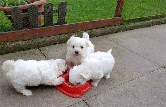 CUCCIOLI MALTESE