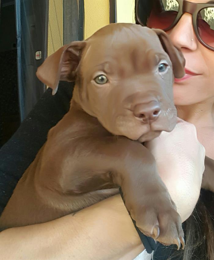 CUCCIOLI PITBULL