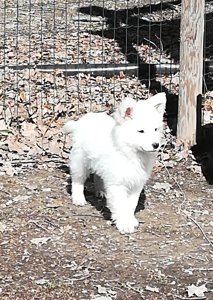 CUCCIOLI DI PASTORE SVIZZERO BIANCO