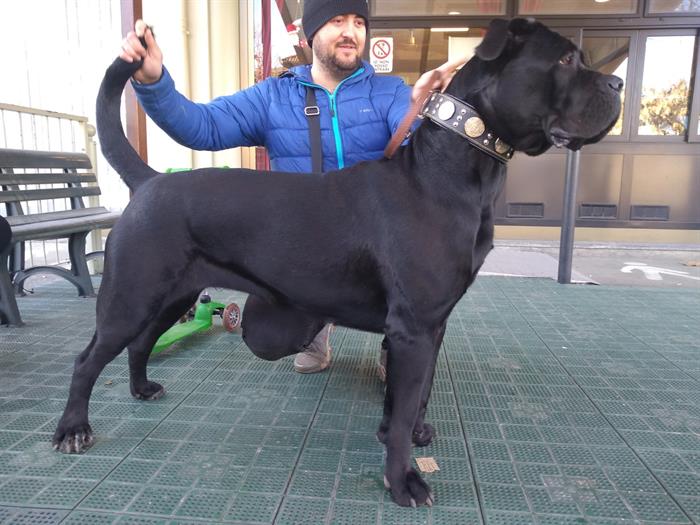 CUCCIOLI DI CANE CORSO