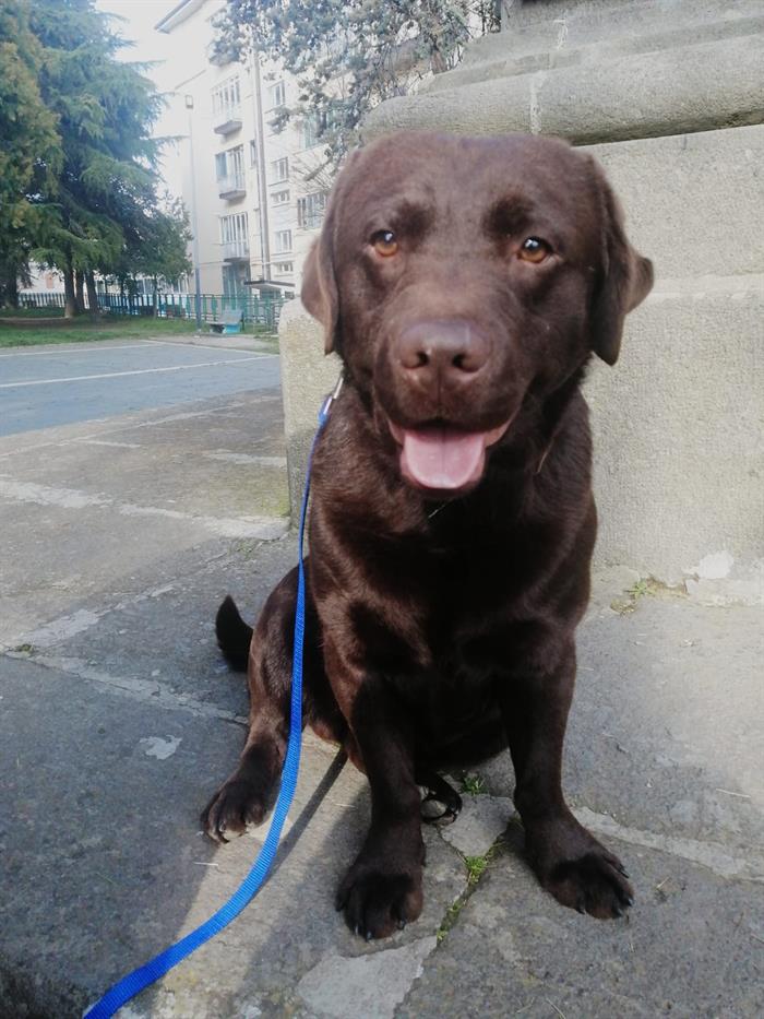 LABRADOR MASCHIO CHOCOLATE PER ACCOPPIAMENTO