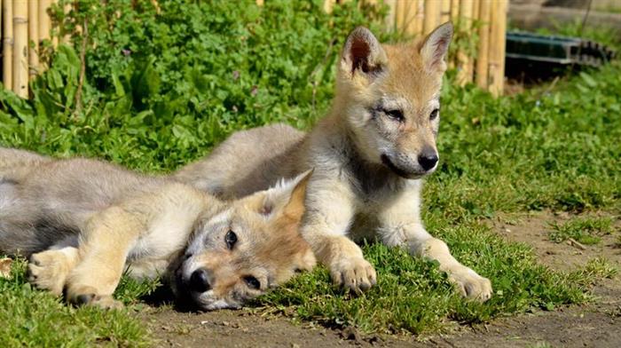 CUCCIOLI DI CANE LUPO CECOSLOVACCO