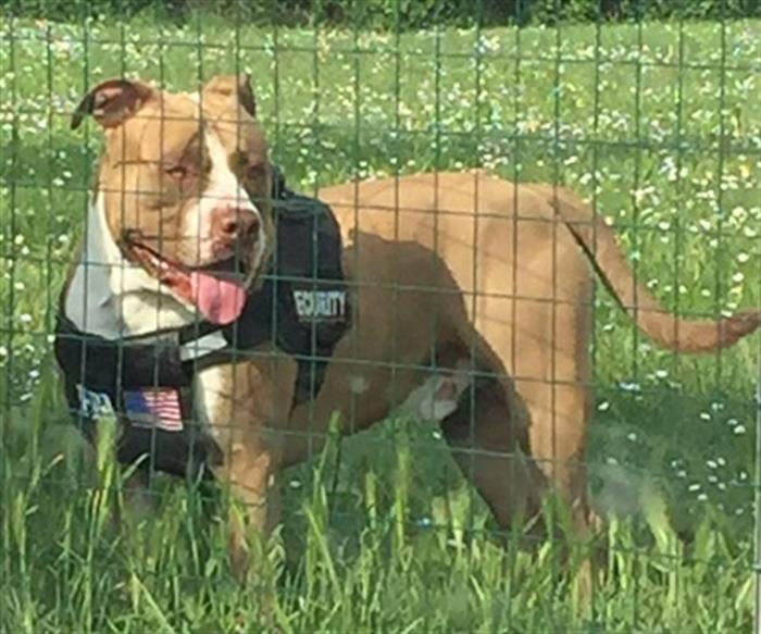 PITBULL RED NOSE UKC