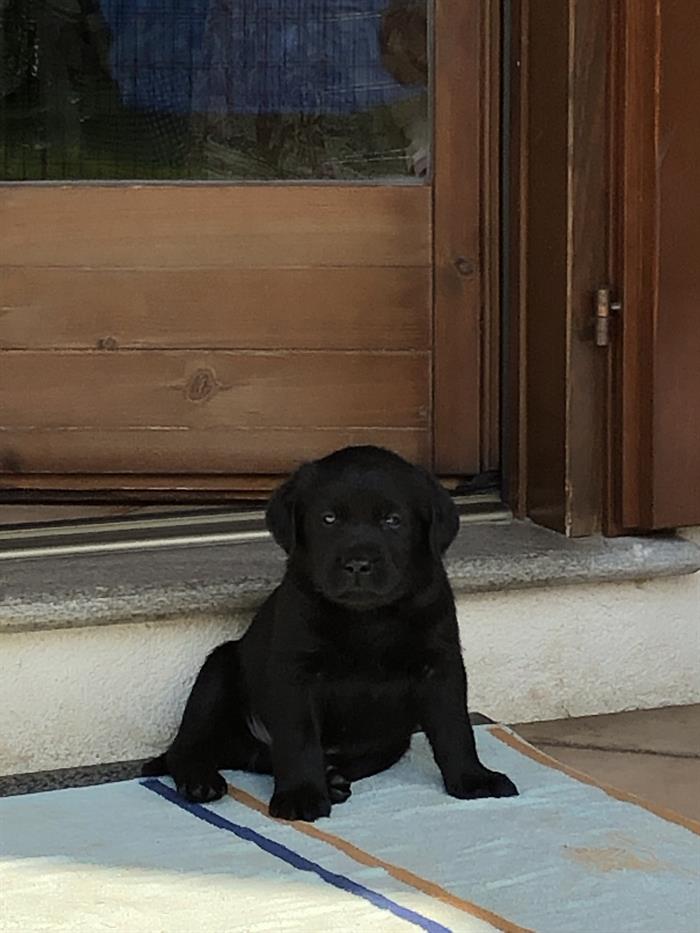 CUCCIOLI LABRADOR RETRIEVERE