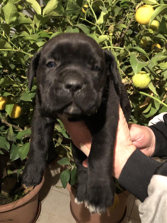 CUCCIOLI DI CANE CORSO