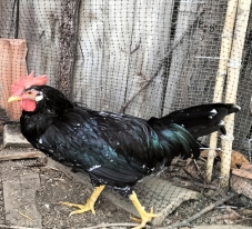 Gallo razza ancona 