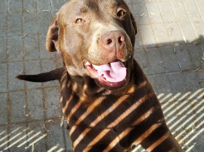 LABRADOR CHOCOLATE CON PEDIGREE PER ACCOPPIAMENTO