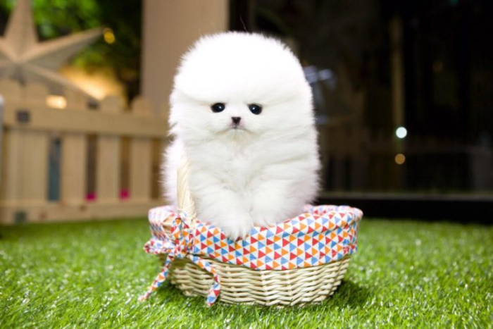 CUCCIOLI POMERANIA