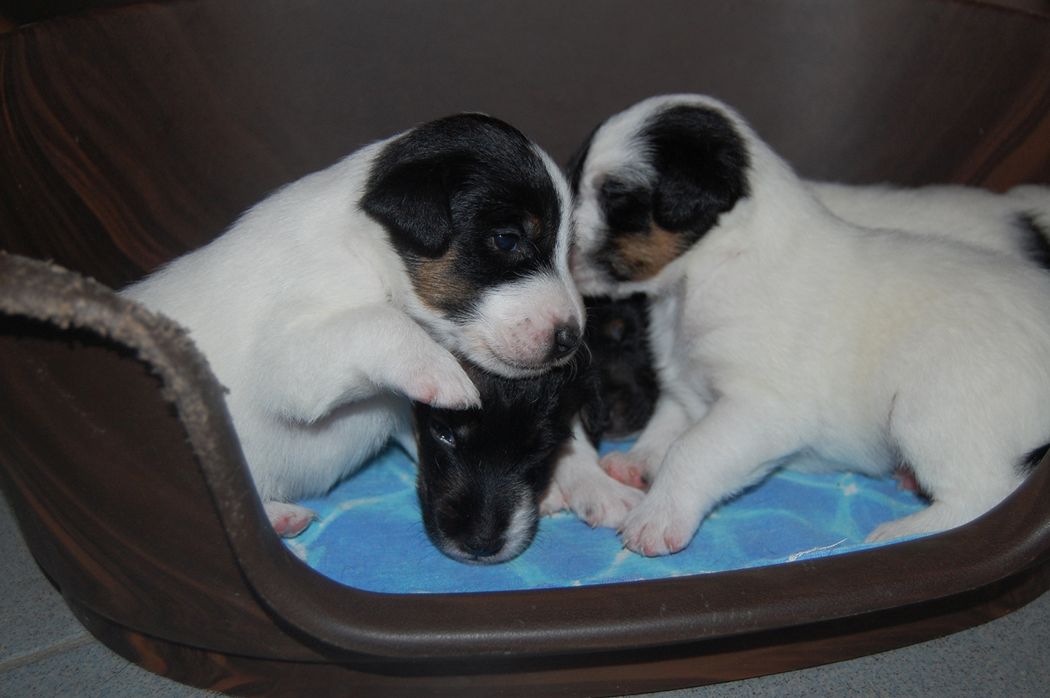 FOX TERRIER A PELO LISCIO