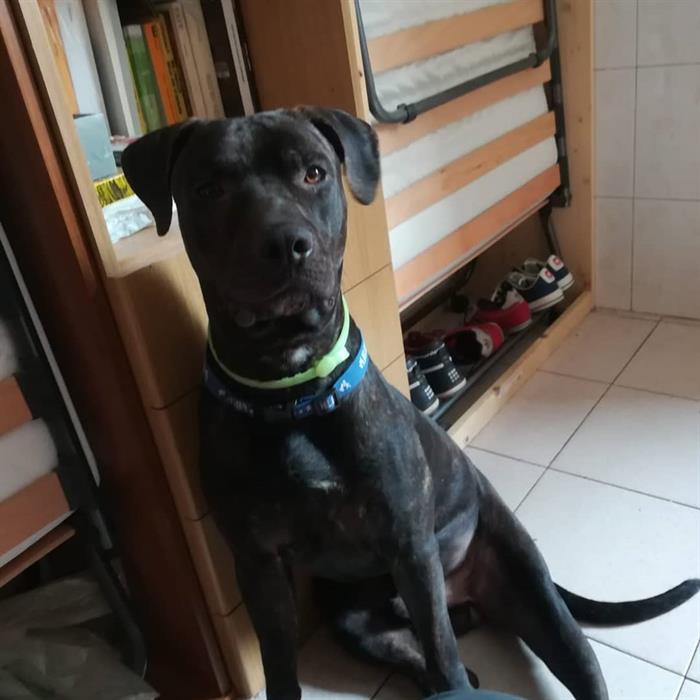 CUCCIOLO CORSO 10 MESI