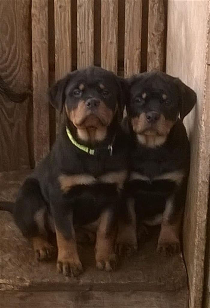 CUCCIOLA ROTTWEILER