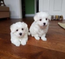 Bellissimi cuccioli maltesi maschi e femmine